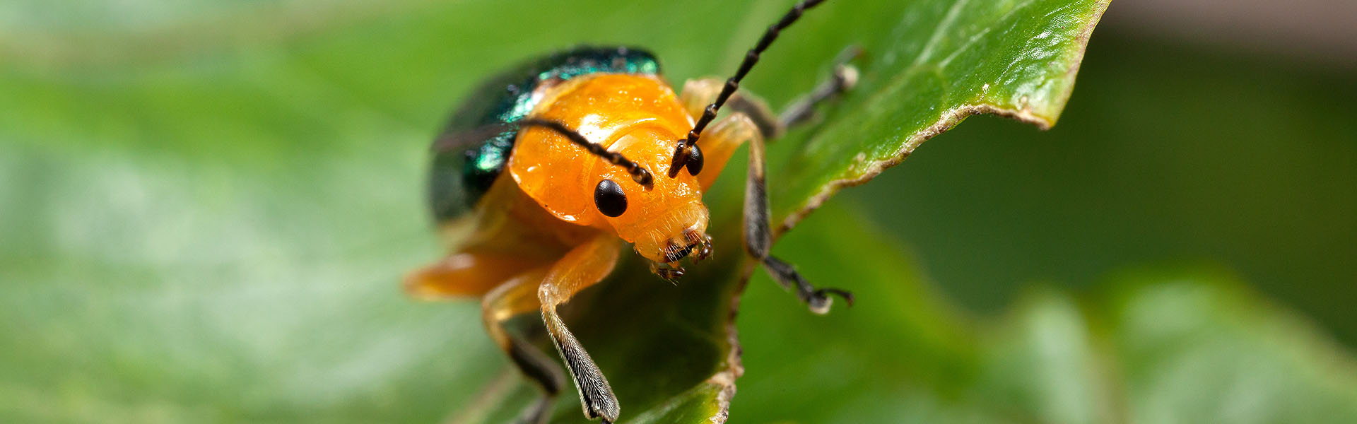 Pixels vs DPI: Entendendo as imagens digitais, seus conceitos e suas ...